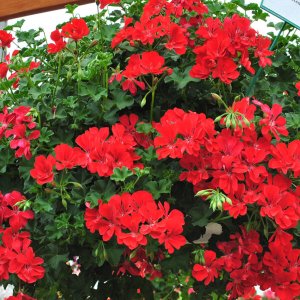 Muscate Curgatoare, Muscate tiroleze – Serele de flori Thomas & Harry