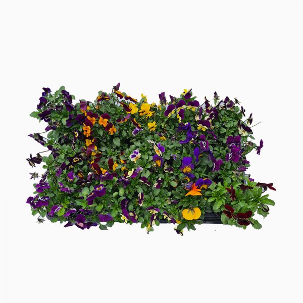 Panselute floare mica – Serele de flori Thomas & Harry